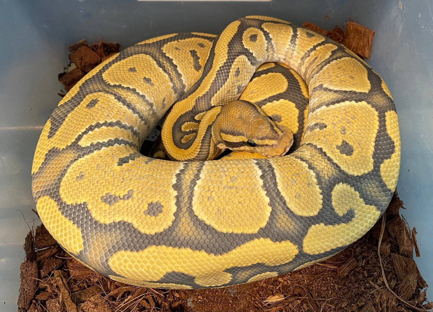 Swahn Serpents's Collection - MorphMarket