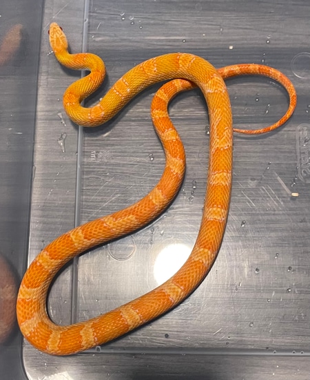 Inferno (Amel Sunkissed) Corn Snake by Swahn Serpents