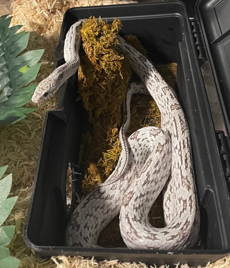 Shatter Tessera Corn Snake by Swahn Serpents