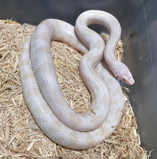 Peppermint Shatter Corn Snake by Swahn Serpents