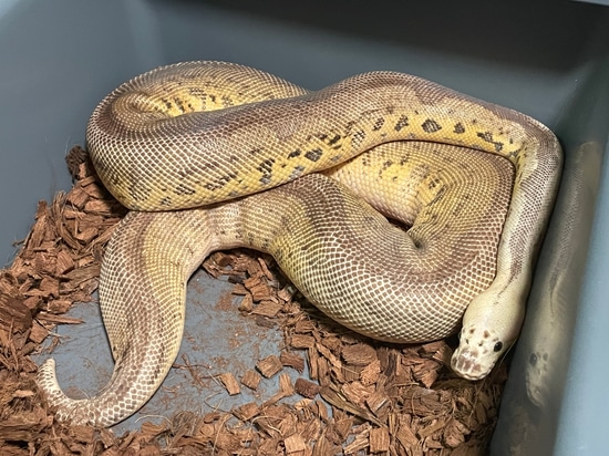 Pewter Lesser Clown Het DG A&b Ball Python by Swahn Serpents