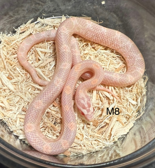 Salmon Snow Corn Snake by Swahn Serpents