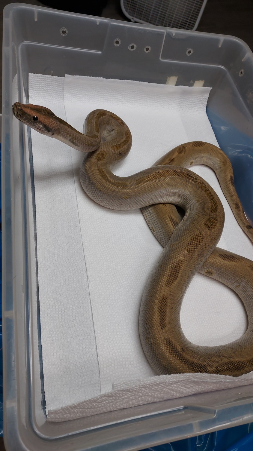 Green Poss Het Albino Granite Burmese Python by Sweet Exotics - MorphMarket