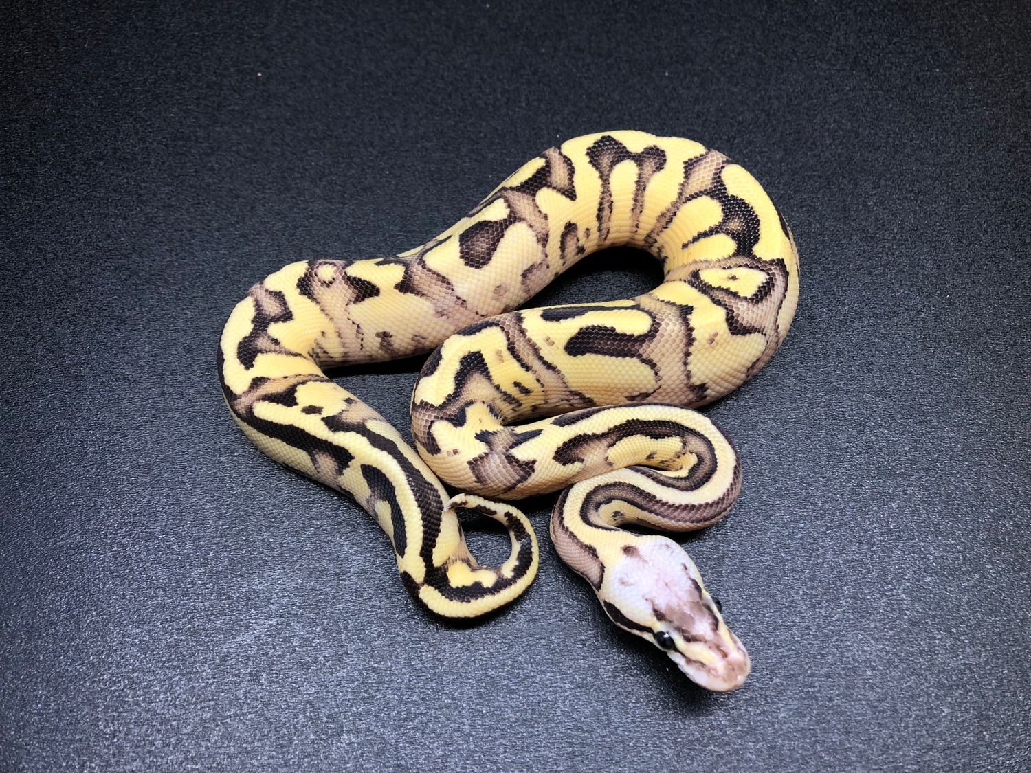 Enchi FireFly YB Ball Python by KTA Constrictors - MorphMarket