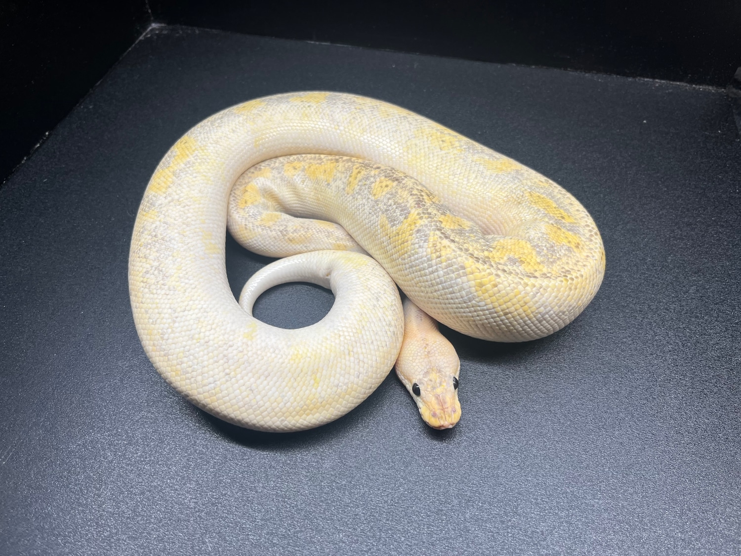 Super Pastel Champagne Poss Cinnamon GHI Ball Python by KTA ...