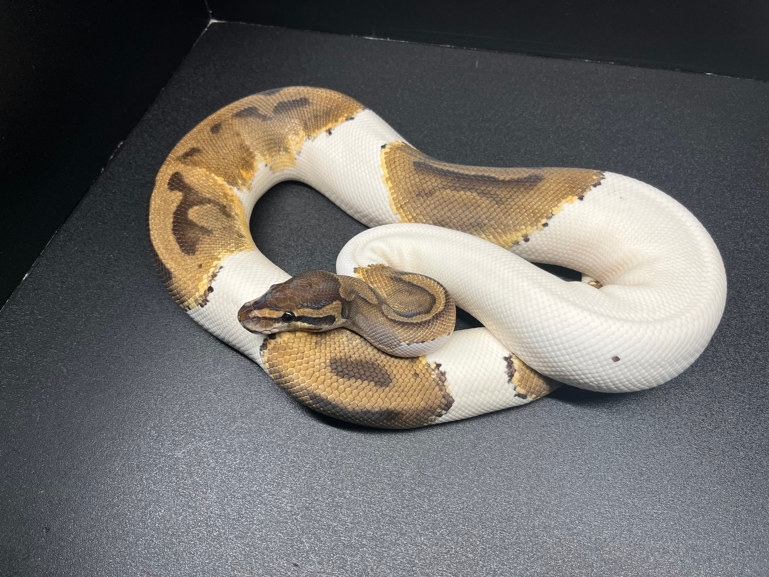 Ready To Breed Piebald Ball Python by KTA Constrictors - MorphMarket