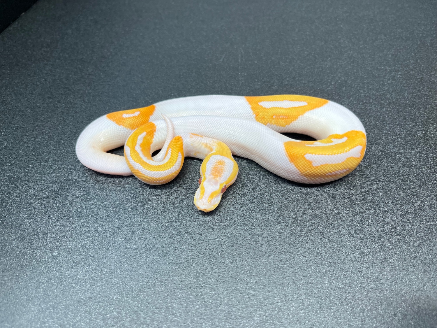 Dreamsicle Poss Gene-X Ball Python by KTA Constrictors - MorphMarket