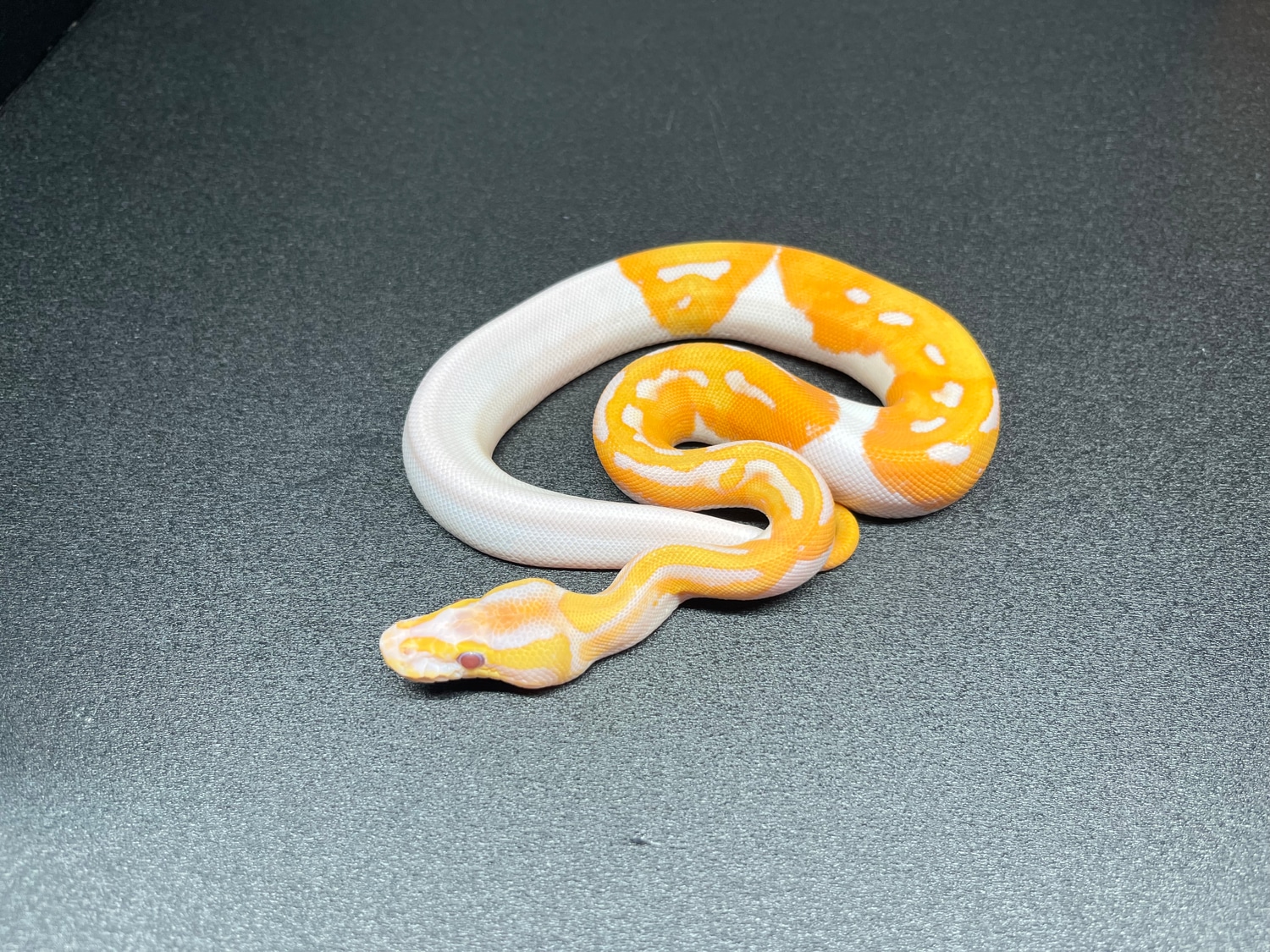 Dreamsicle Poss Gene-X Ball Python by KTA Constrictors - MorphMarket
