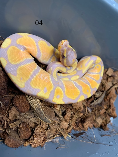 Banana Het Pied Female Maker Ball Python by K&T Morphs