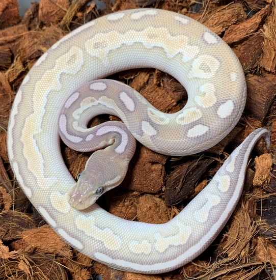 Butter Pewter Hypo Ball Python by K&T Morphs