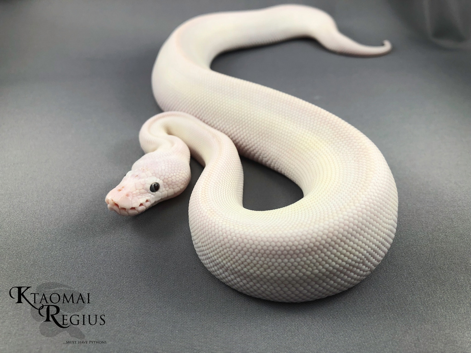 Blue Eyed Lucy Mojave Lesser Ball Python by Ktaomai Regius - MorphMarket