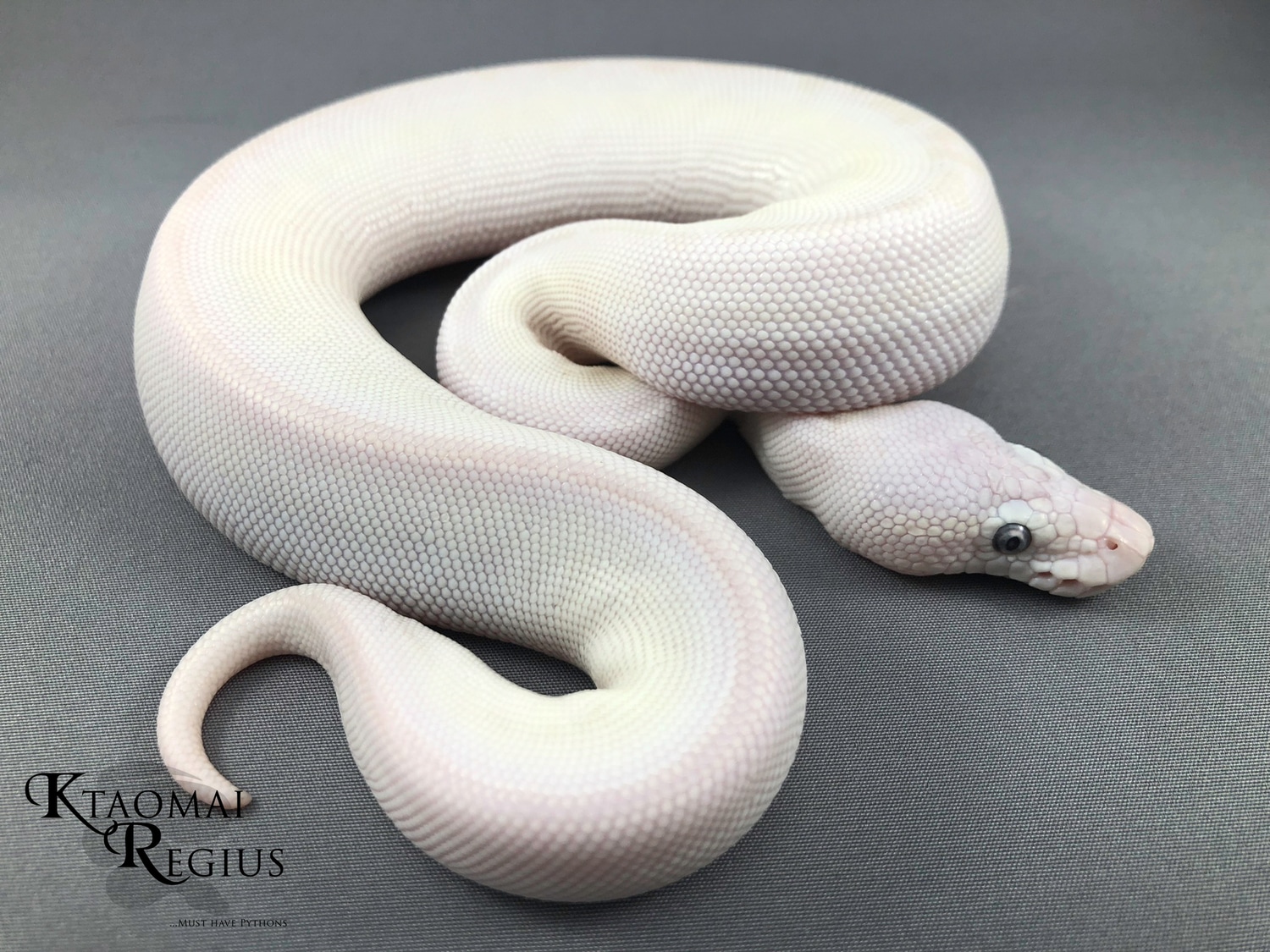 Blue Eyed Lucy Mojave Lesser Ball Python by Ktaomai Regius - MorphMarket