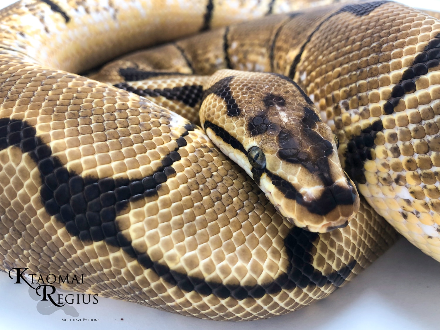 Spider 100% Het Clown Ball Python by Ktaomai Regius - MorphMarket