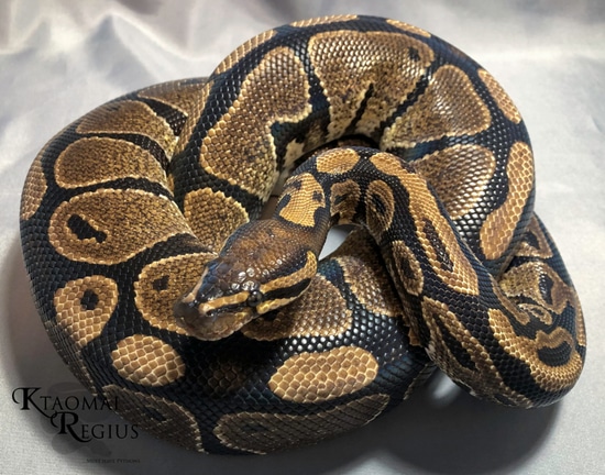 Canada Only - Normal Adult Female Ball Python by Ktaomai Regius