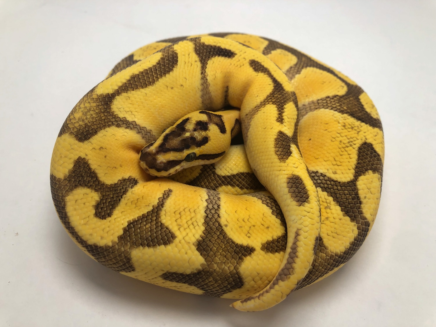 Canada Only - Super Enchi Orange Dream Pastel Red Stripe Ball Python by ...