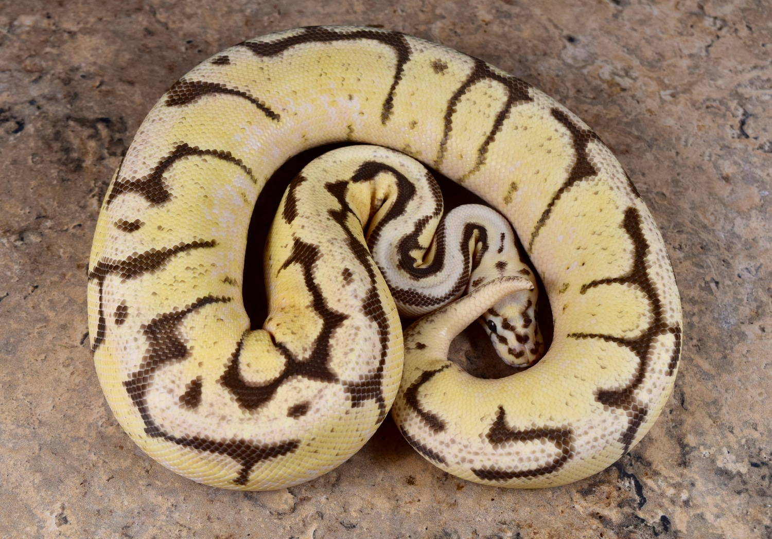 Killerbee Mocha Ball Python by KTReptiles - MorphMarket