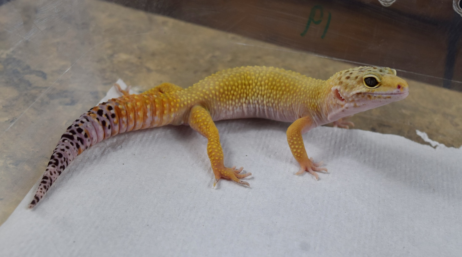 Super Hypo Tangerine Carrot Tail 66% Het Tremper Leopard Gecko by ...