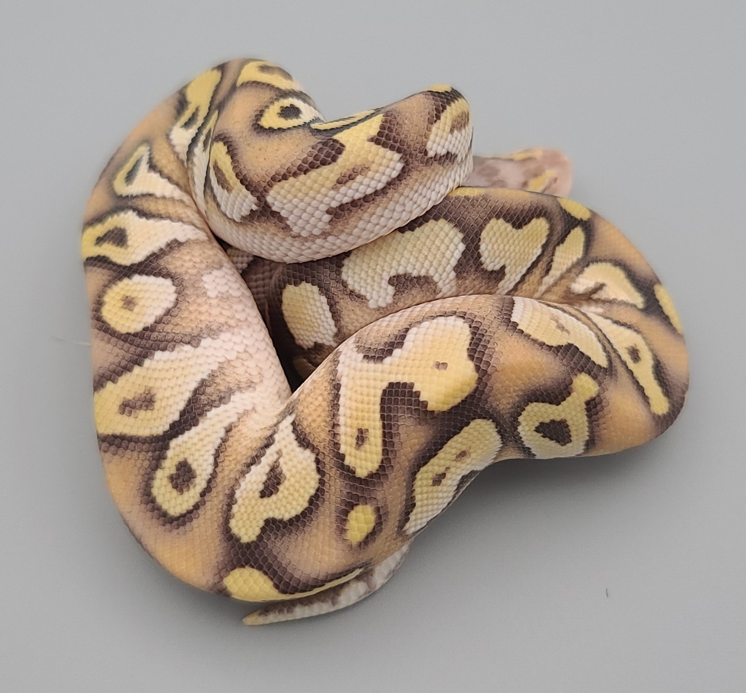 Orange Dream Mojave Firefly Ball Python by KTReptiles - MorphMarket