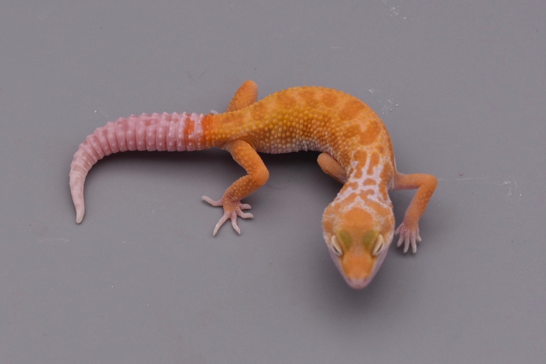 Rainwater Murphy Patternless Eclipse Leopard Gecko by KTReptiles ...