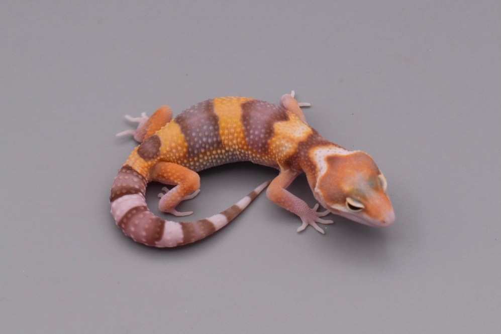Rainwater Eclipse 66% Het Murphy Patternless Leopard Gecko by ...