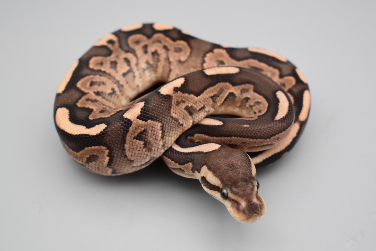 Cinnamon Fire Ball Python by KTReptiles - MorphMarket