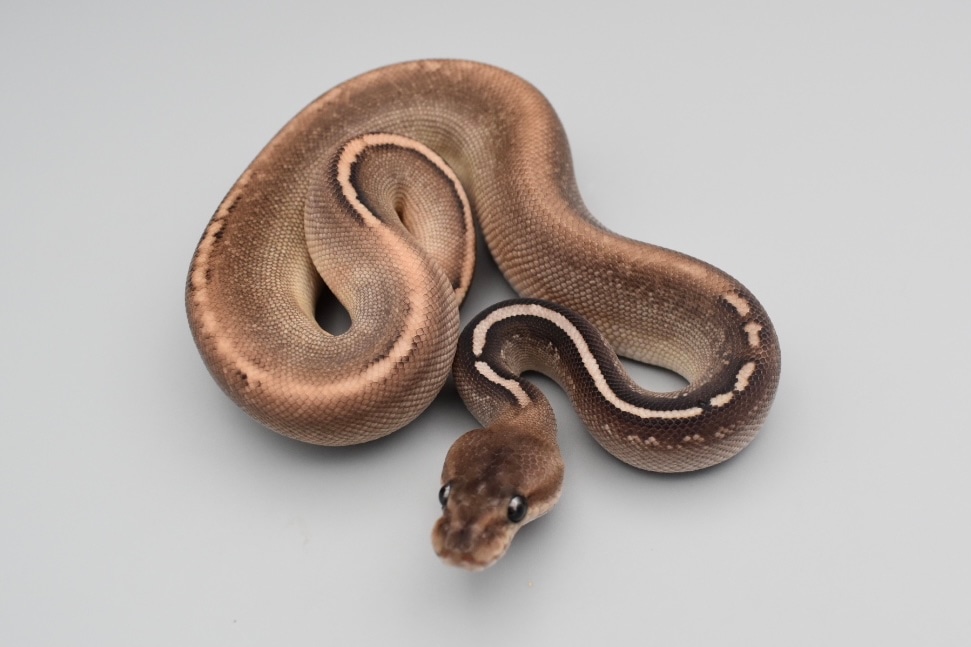 Black Pastel Mahogany Soul Sucker Ball Python by KTReptiles - MorphMarket