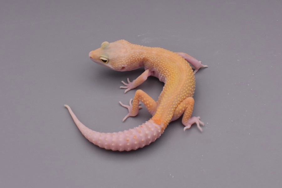 Cyclone Leopard Gecko by KTReptiles - MorphMarket