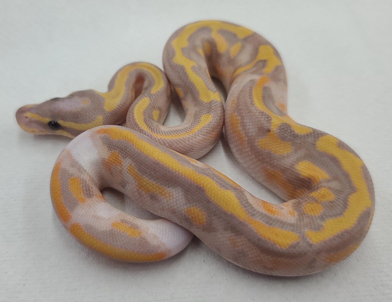 Banana Pied Poss Yellowbelly Ball Python by KTReptiles - MorphMarket