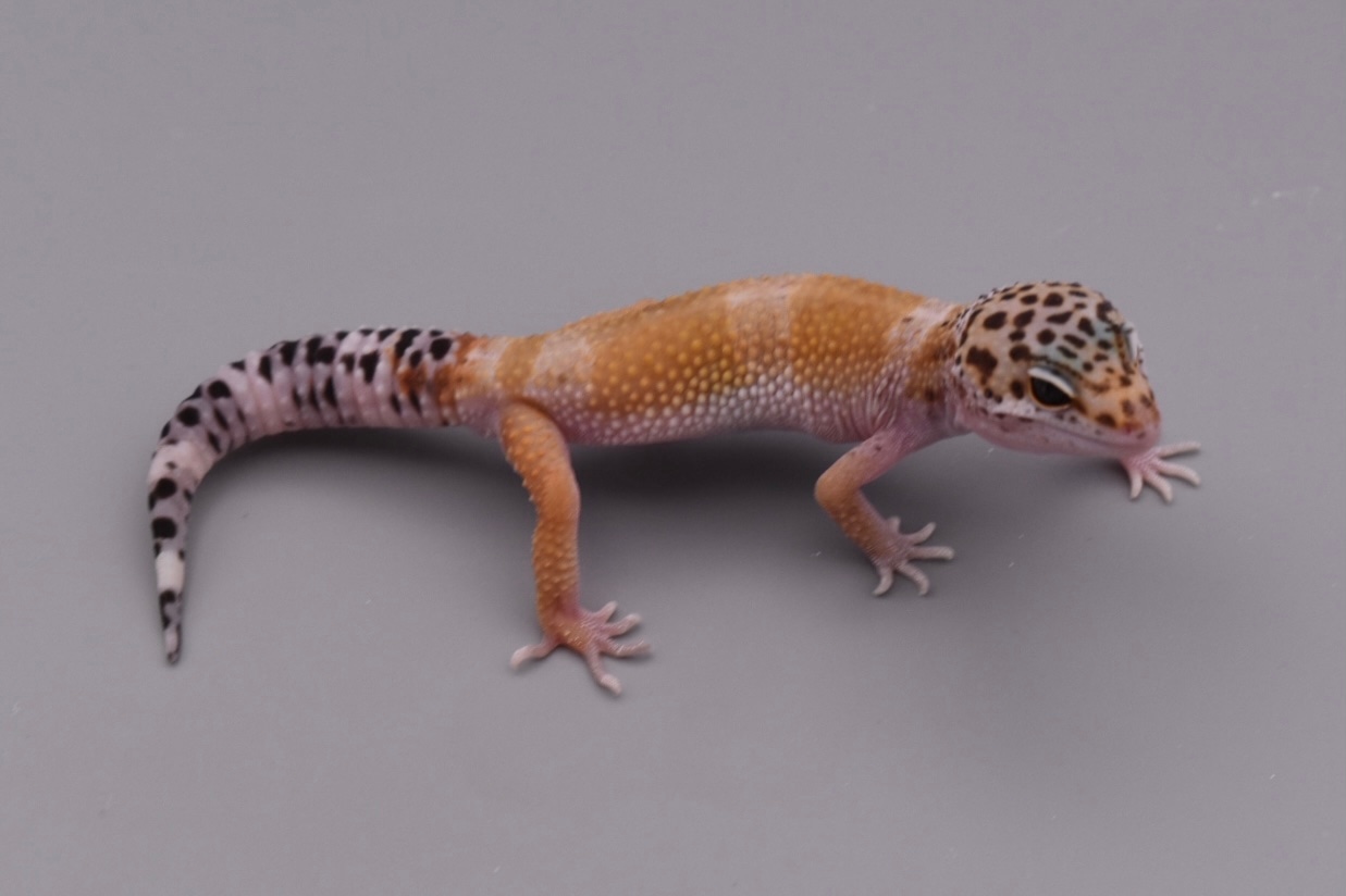Super Hypo Tangerine Carrot Tail 66% Het Tremper Leopard Gecko by ...