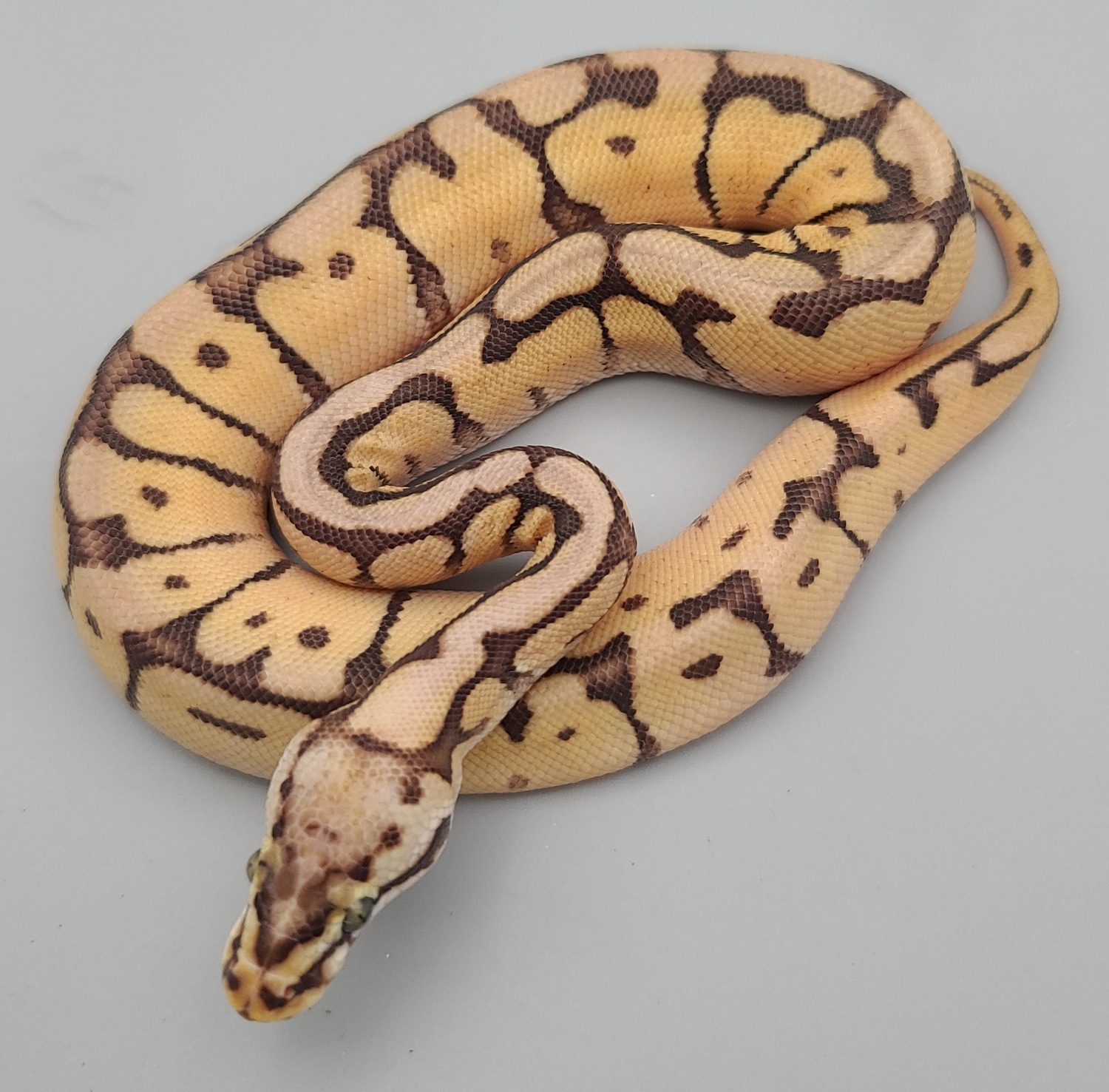 Pastel Mojave Spider Ball Python by KTReptiles - MorphMarket