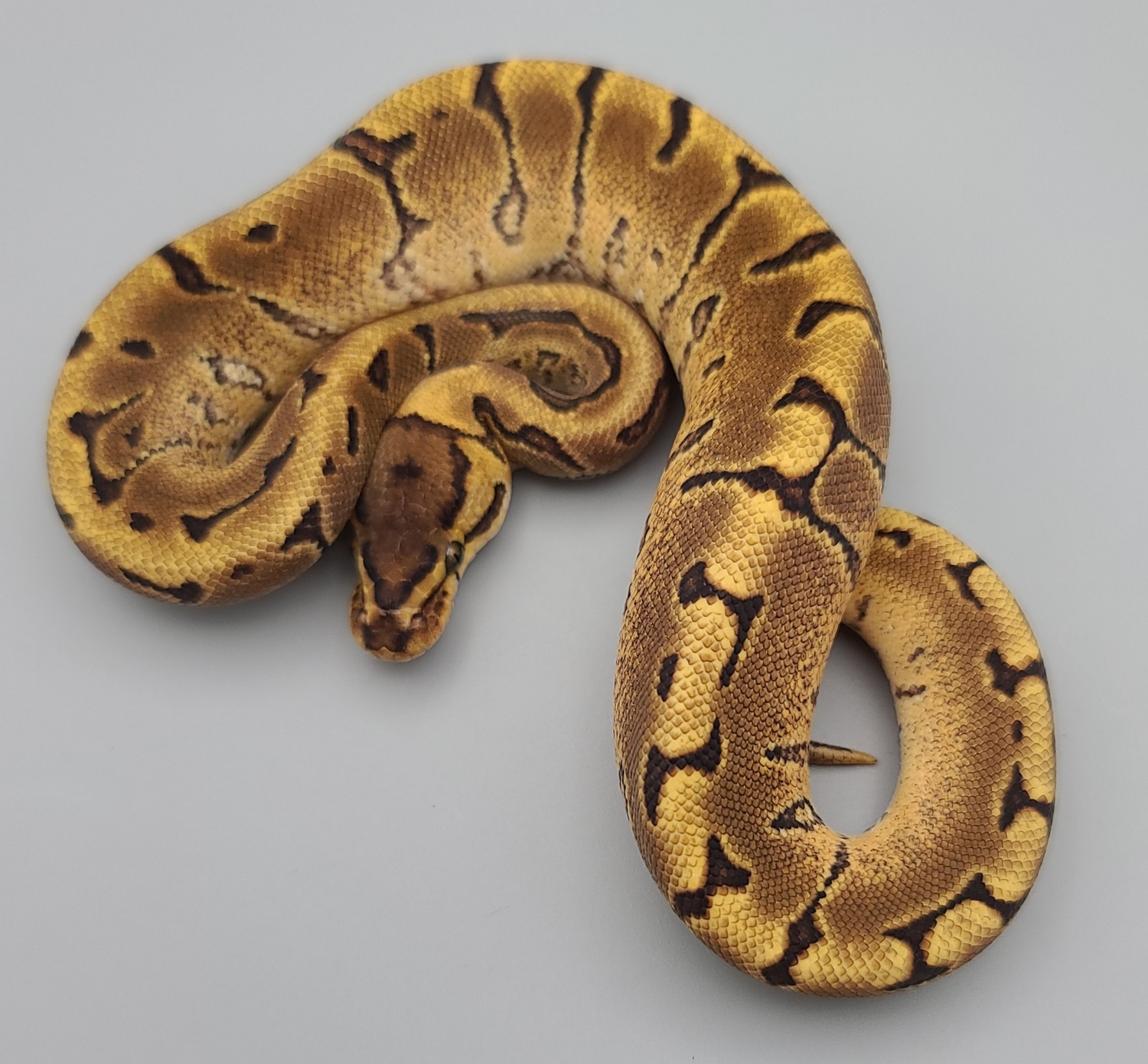 Enchi Pinstripe Yellowbelly Ball Python by KTReptiles - MorphMarket