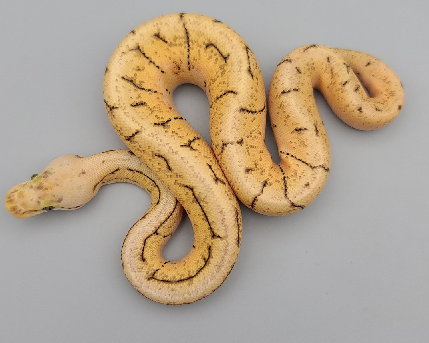 Pastel Spider Pinstripe 100% Het Clown Ball Python by KTReptiles ...