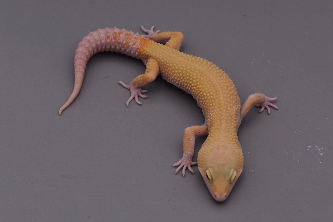 Cyclone Leopard Gecko by KTReptiles - MorphMarket