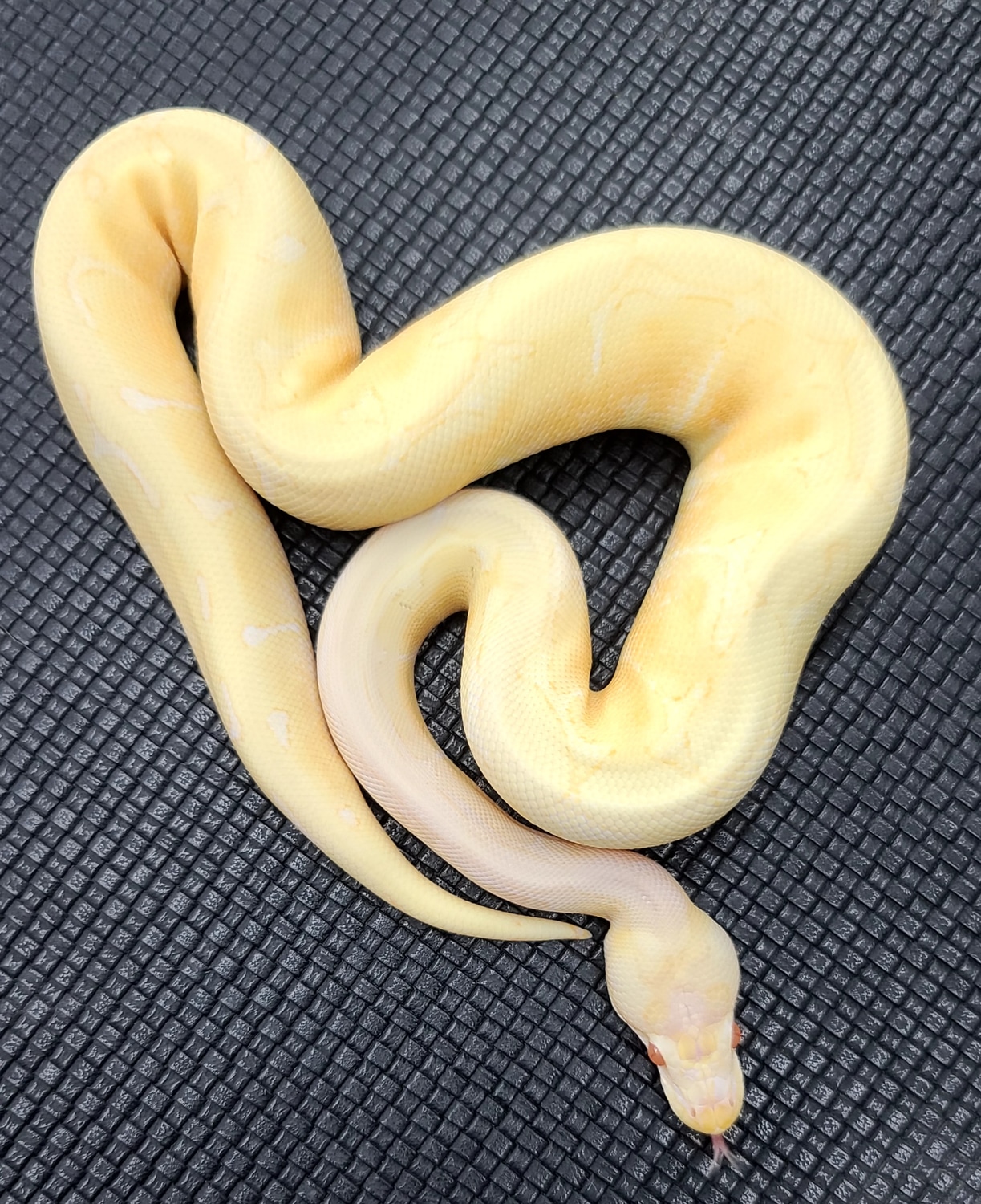 Albino Spider Ball Python by KTReptiles - MorphMarket
