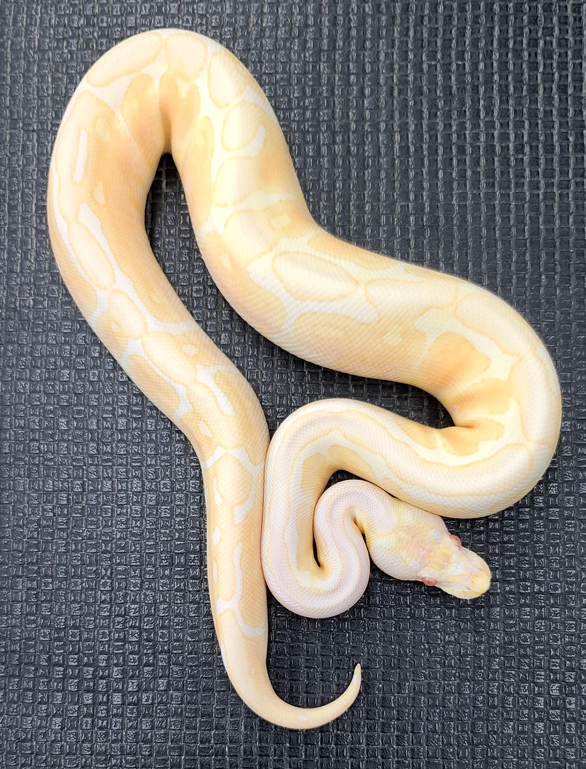 Black Pastel Albino Spider Ball Python by KTReptiles - MorphMarket
