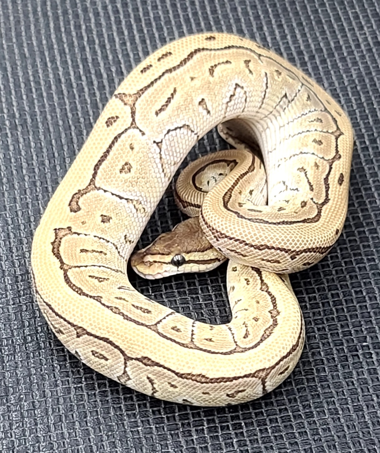 Mojave Pinstripe Lace Ball Python by KTReptiles - MorphMarket