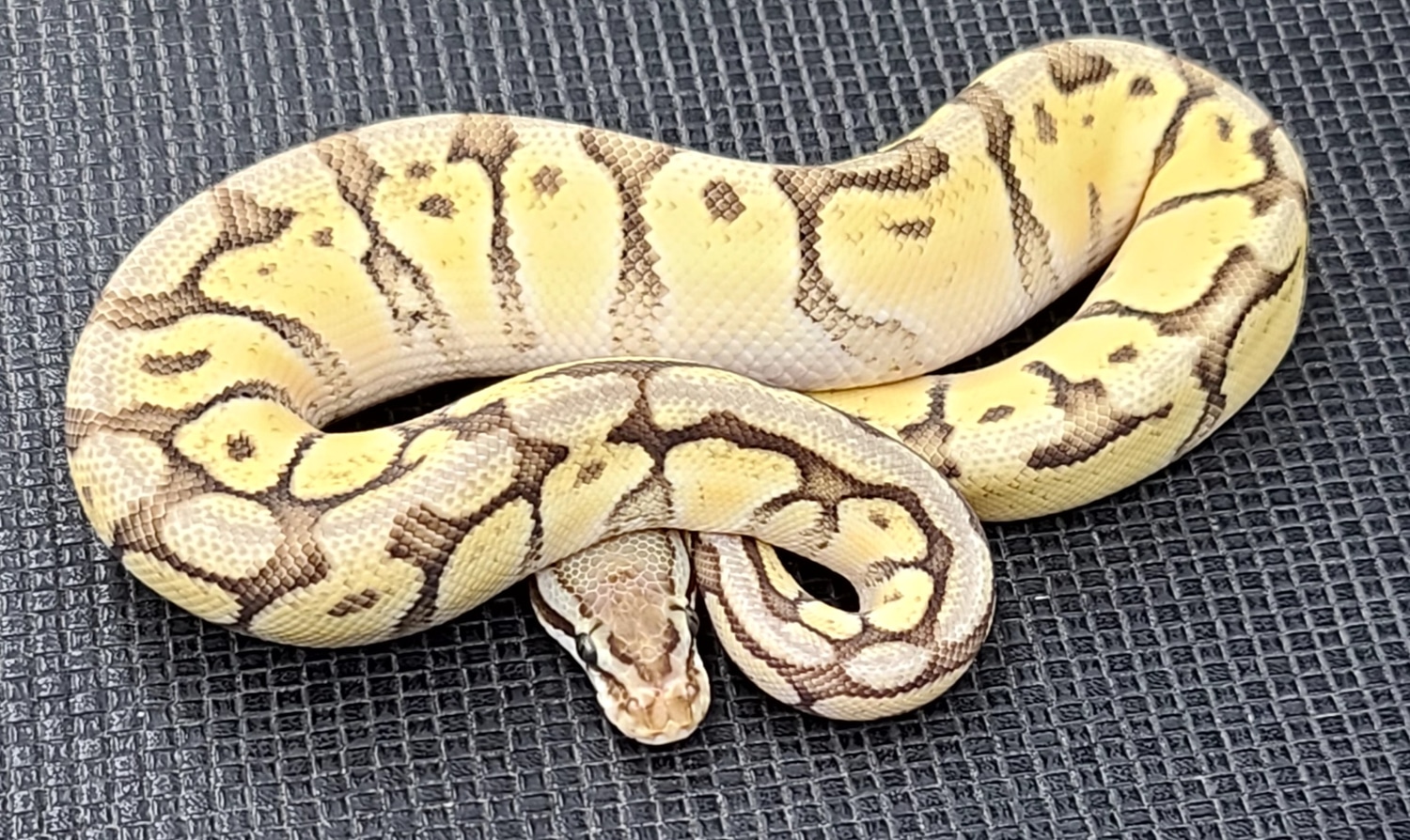 Pastel Mojave Spider Poss Nanny Ball Python by KTReptiles - MorphMarket