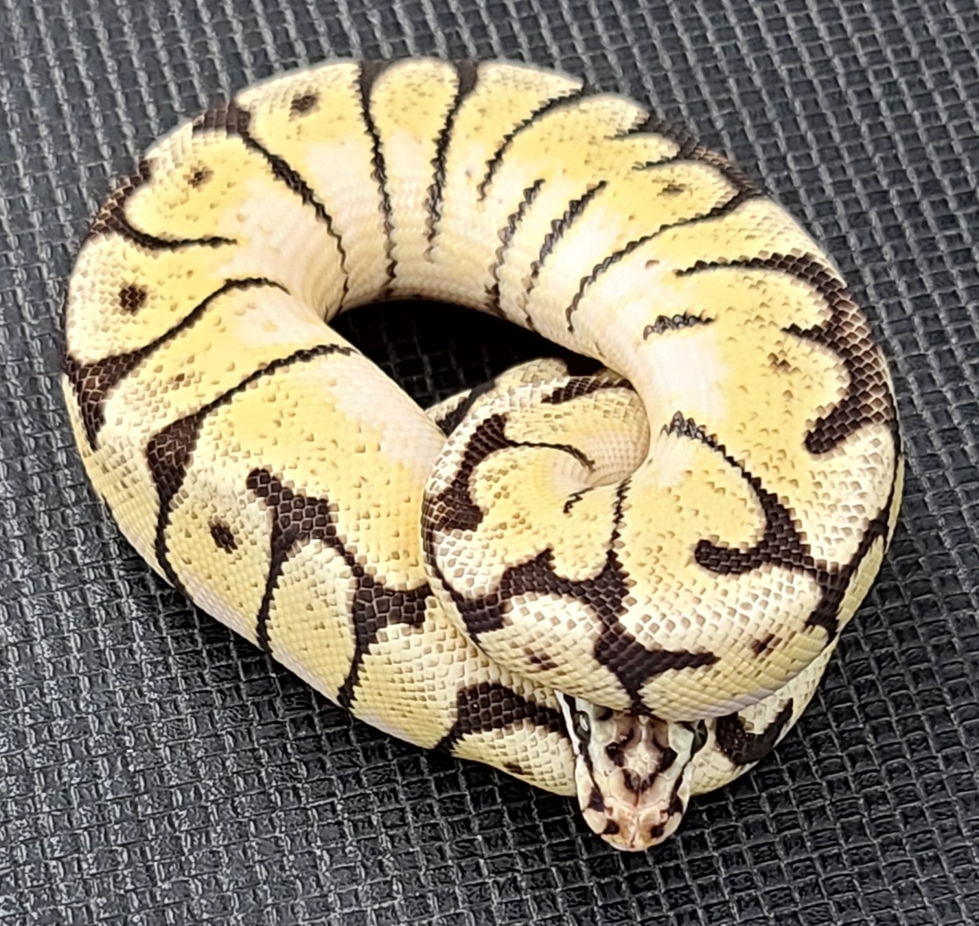 Bumblebee Ball Python by KTReptiles - MorphMarket