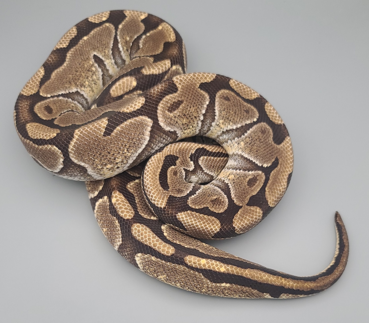 Enchi Ball Python by KTReptiles - MorphMarket