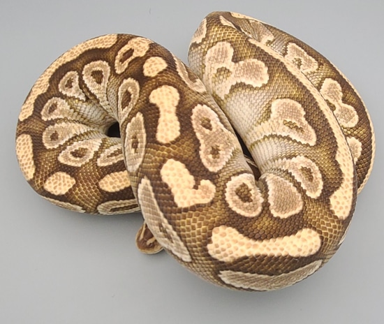 Fire Lesser Poss Yellowbelly Ball Python by KTReptiles