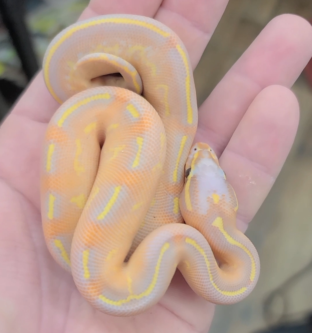 Banana Orange Dream Freeway Ball Python by KTReptiles - MorphMarket