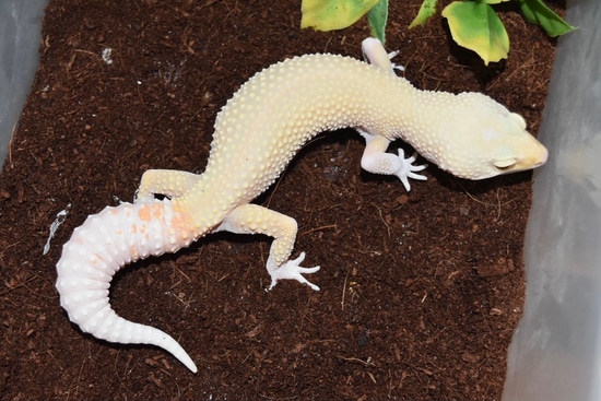 Cyclone Leopard Gecko by KTReptiles