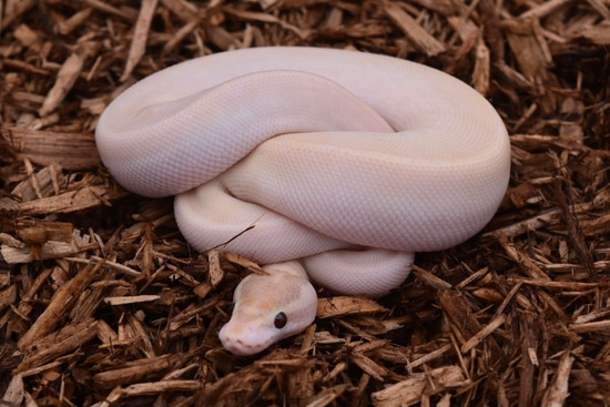 Banana Ivory Poss Orange Dream Female Maker Ball Python by KTReptiles