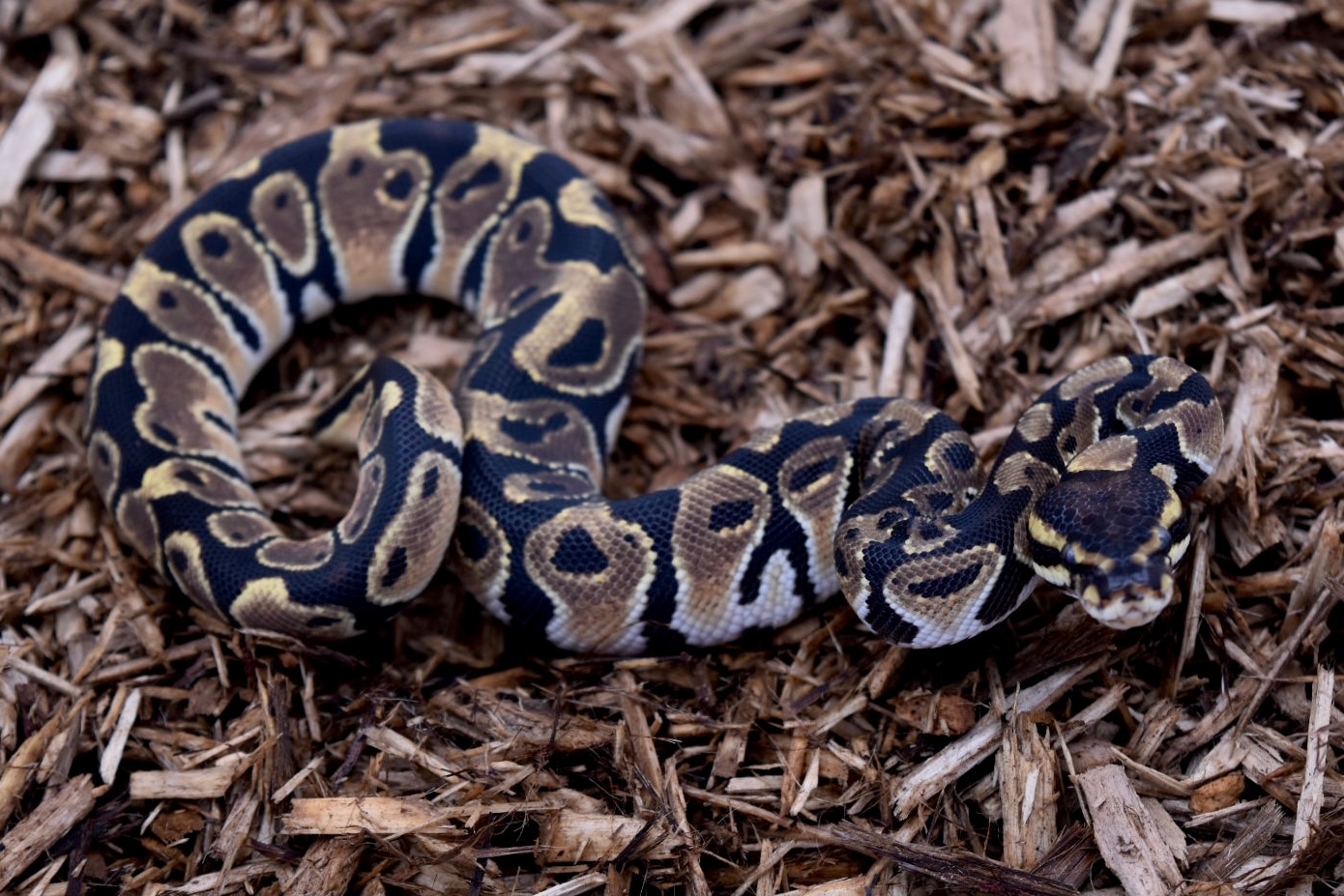 Vanilla Ball Python by KTReptiles - MorphMarket