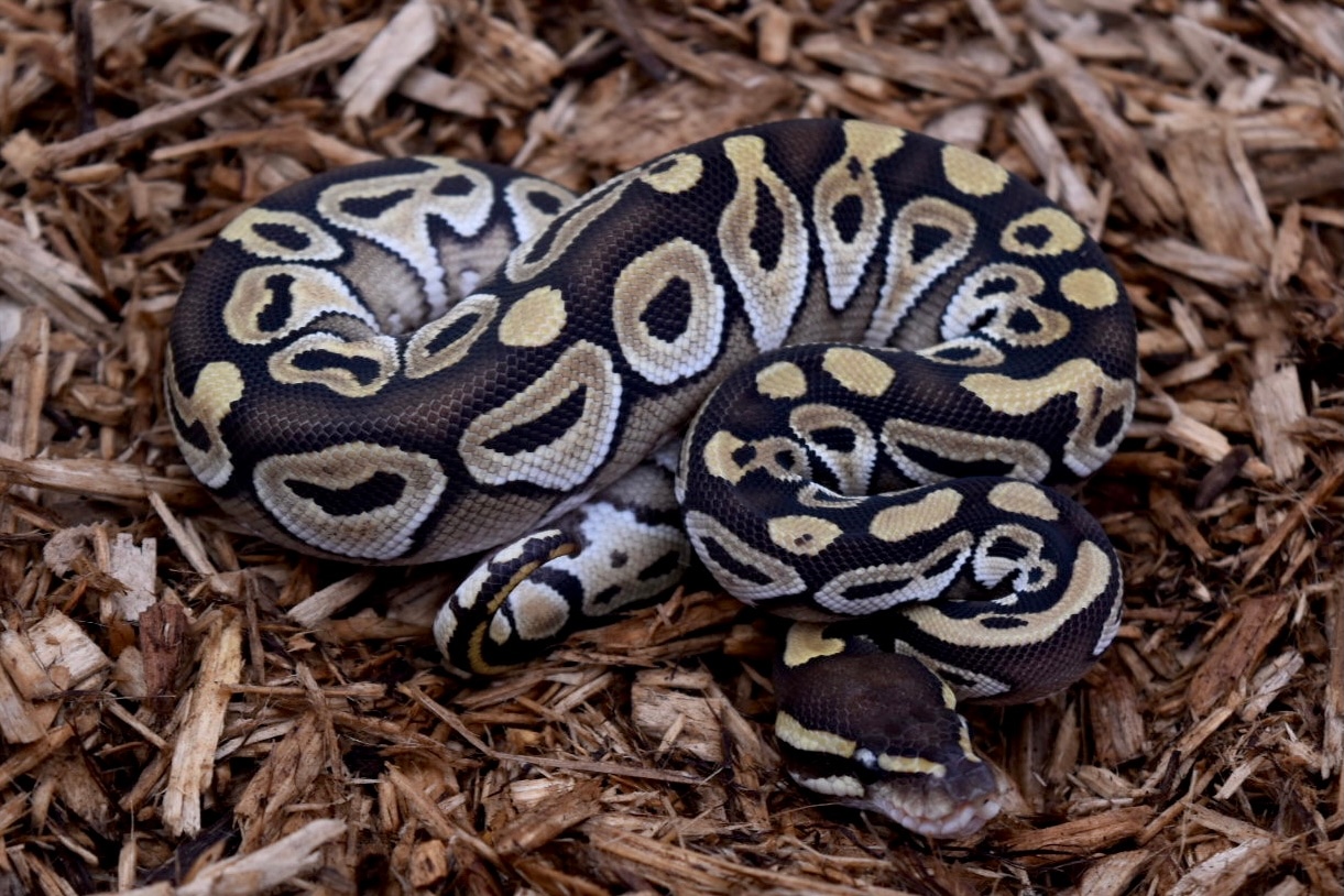 Mojave Vanilla Ball Python by KTReptiles - MorphMarket
