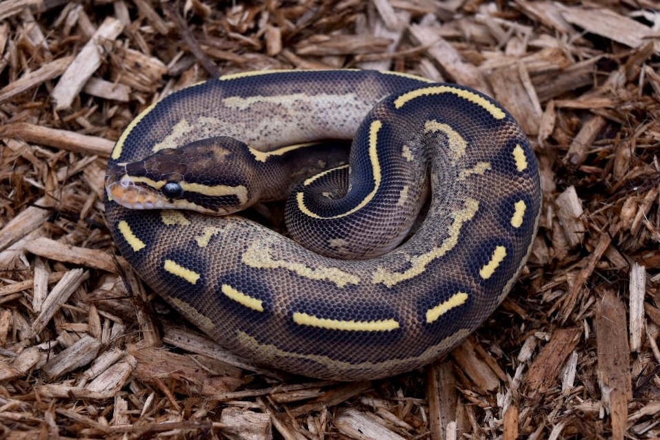 Freeway Ball Python by KTReptiles - MorphMarket