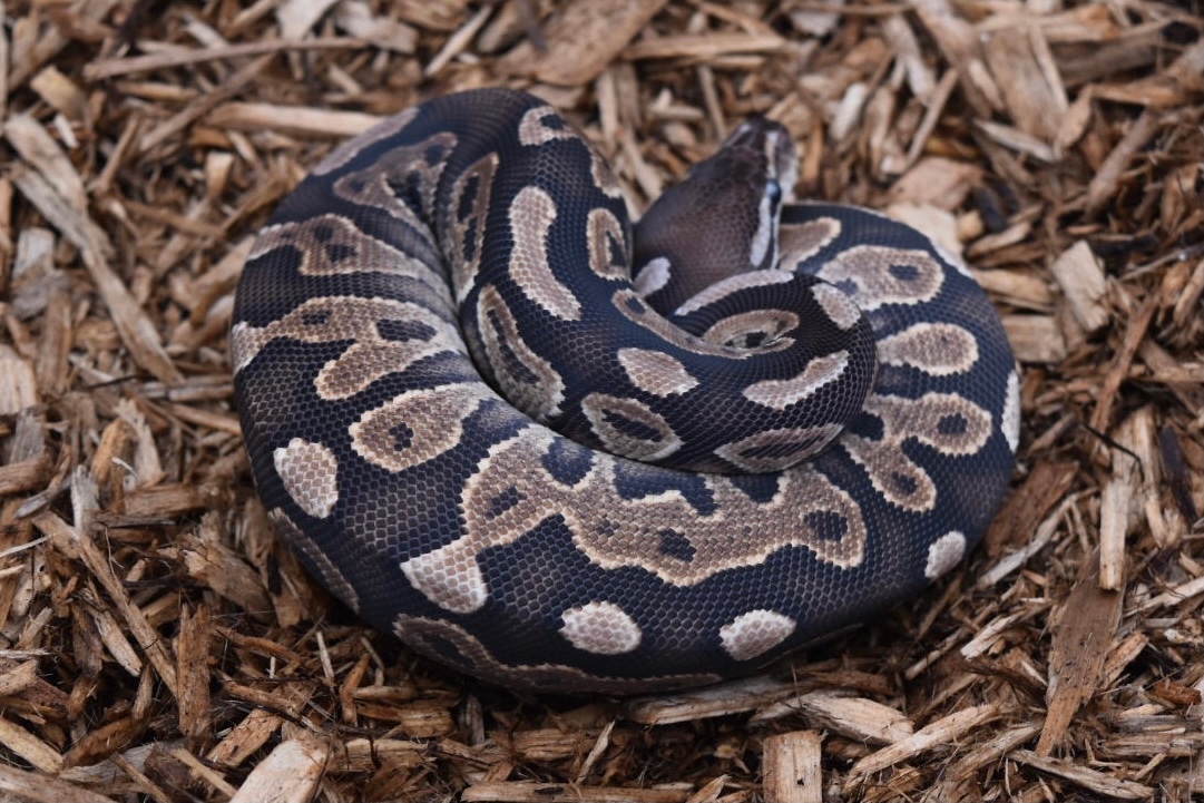 Yellowbelly Poss Blackhead Ball Python by KTReptiles - MorphMarket