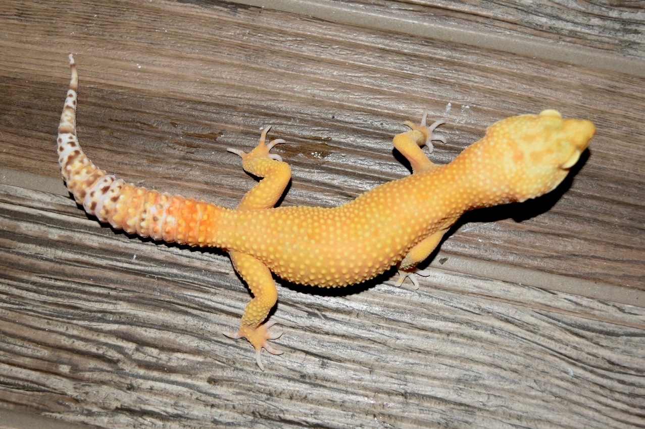 Sunglow Leopard Gecko by KTReptiles - MorphMarket