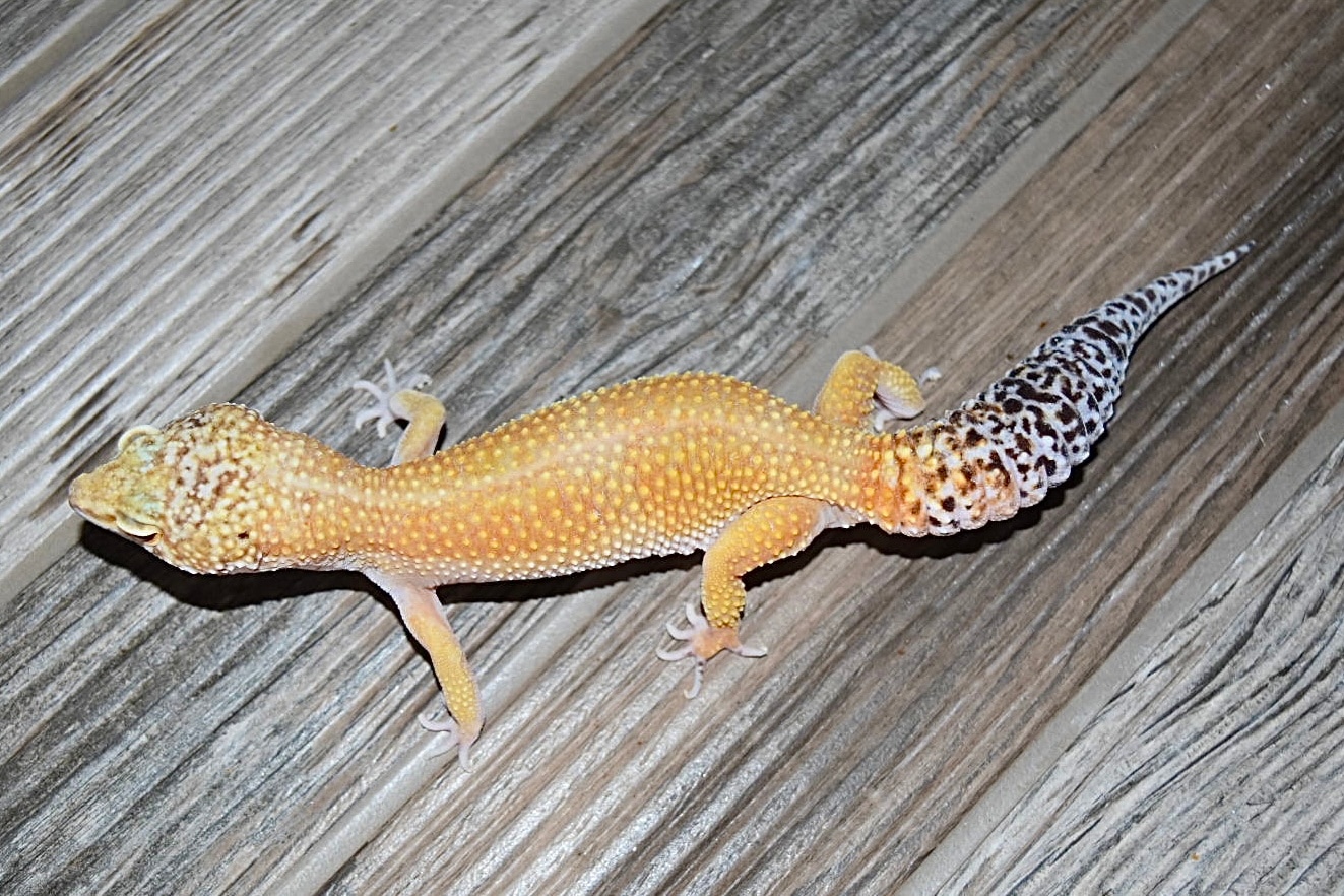 Super Hypo Tangerine Carrot Tail 100% Het Tremper Leopard Gecko by ...