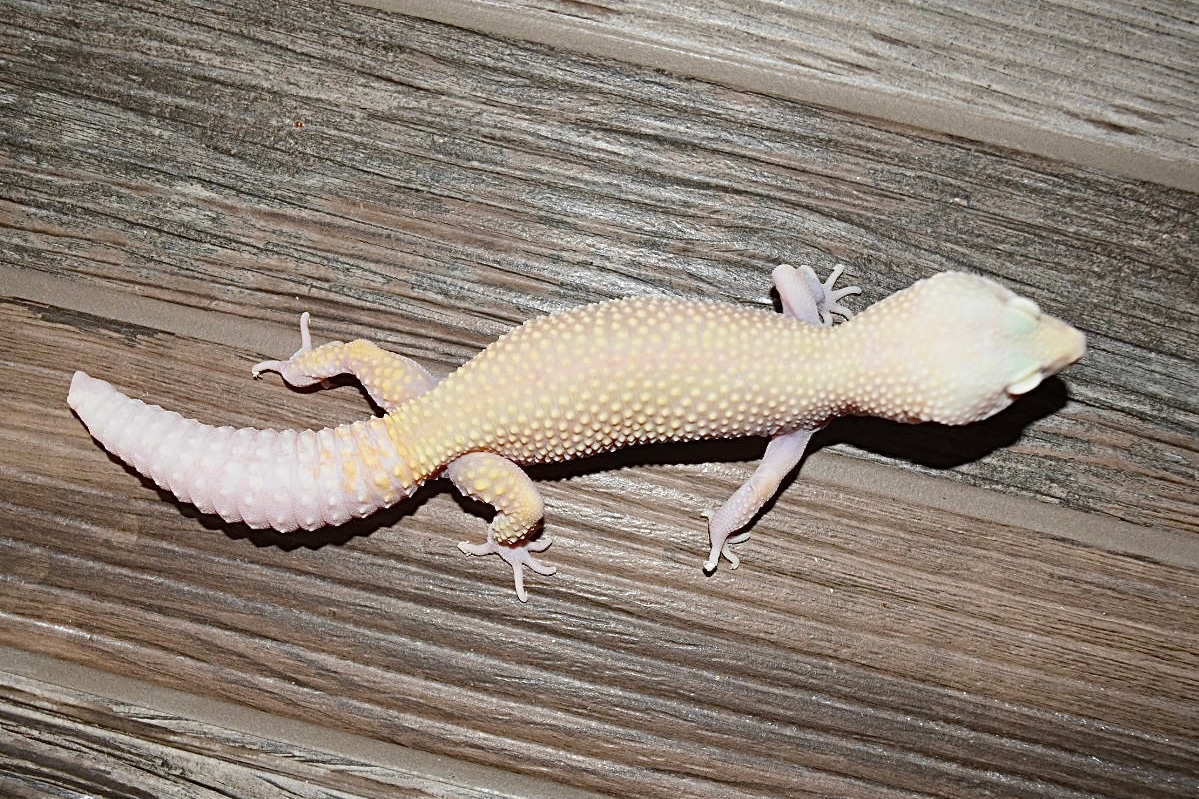 Rainwater Murphy Patternless Het Eclipse Leopard Gecko by KTReptiles ...